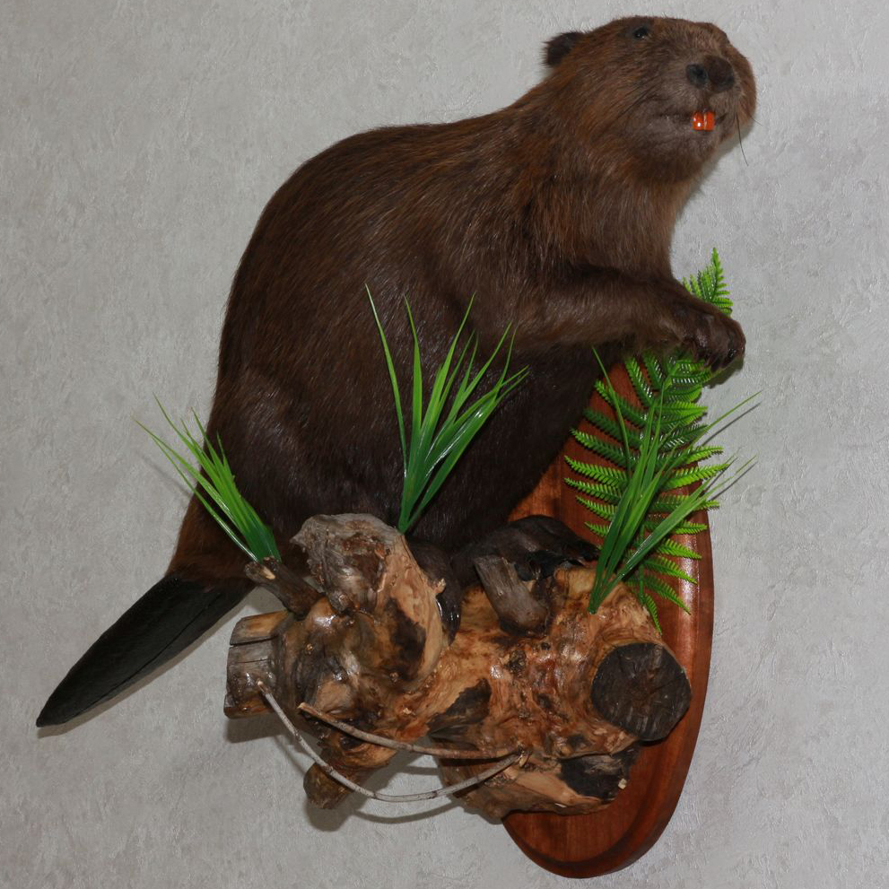 EURASIAN BEAVER TAXIDERMY MOUNT - TAXIDERMIED, MOUNTED, STUFFED ANIMALS ...