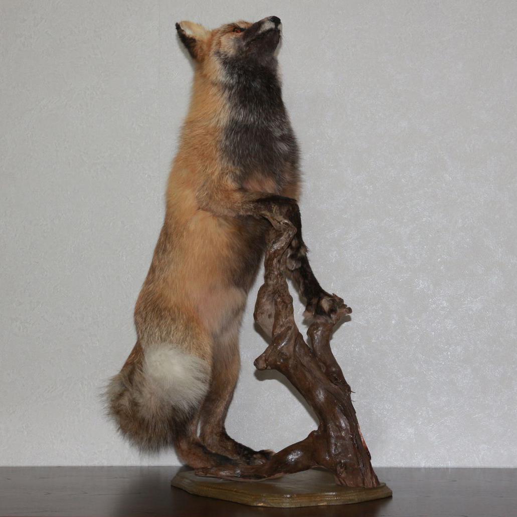 SIBERIAN CROSS FOX TAXIDERMY MOUNT - TAXIDERMIED, MOUNTED, STUFFED ...