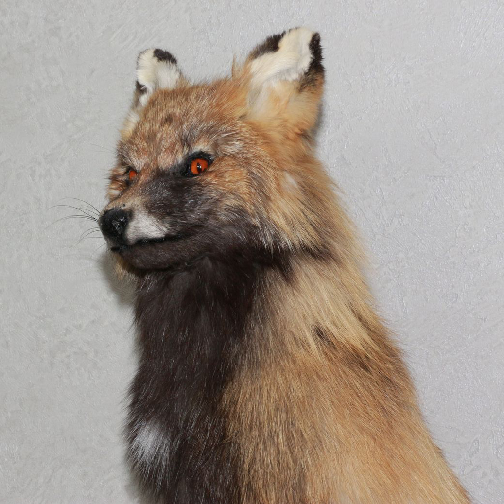 SIBERIAN CROSS FOX TAXIDERMY MOUNT - TAXIDERMIED, MOUNTED, STUFFED ...