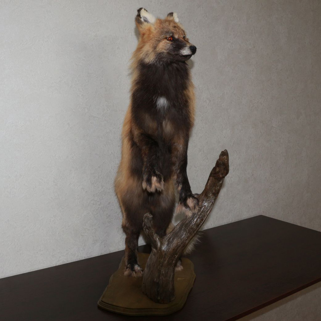 SIBERIAN CROSS FOX TAXIDERMY MOUNT - TAXIDERMIED, MOUNTED, STUFFED ...