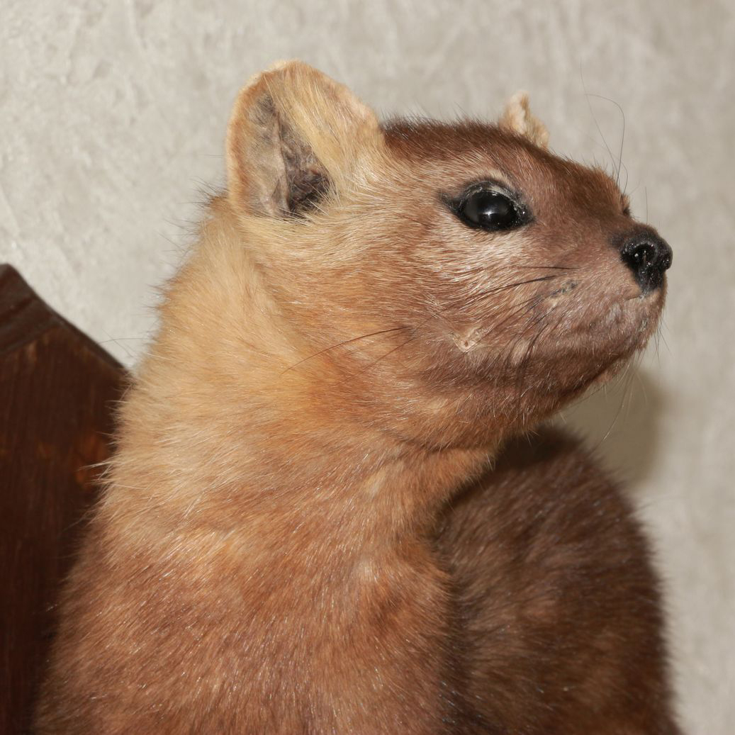 SABLE TAXIDERMY MOUNT - MARTEN, FISHER TAXIDERMIED, MOUNTED, STUFFED ...