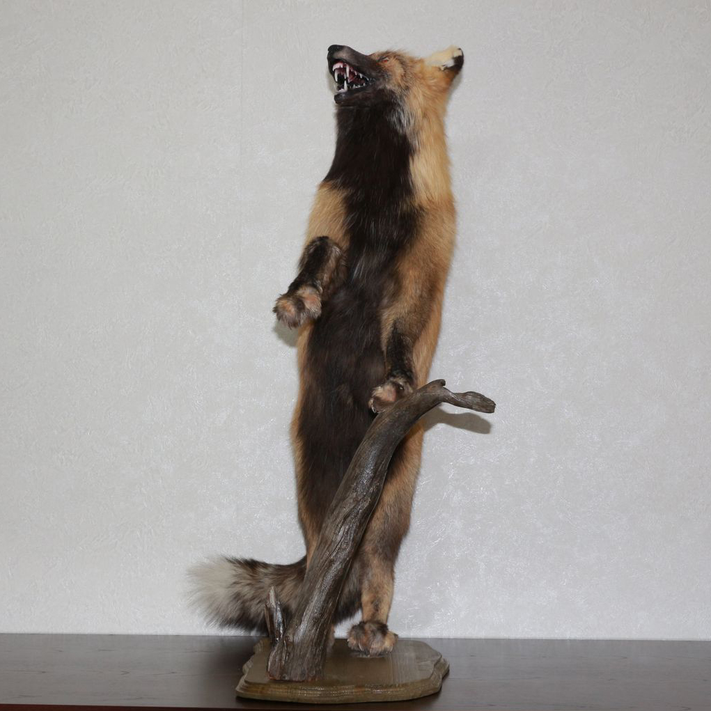 SIBERIAN CROSS FOX TAXIDERMY MOUNT - TAXIDERMIED, MOUNTED, STUFFED ...