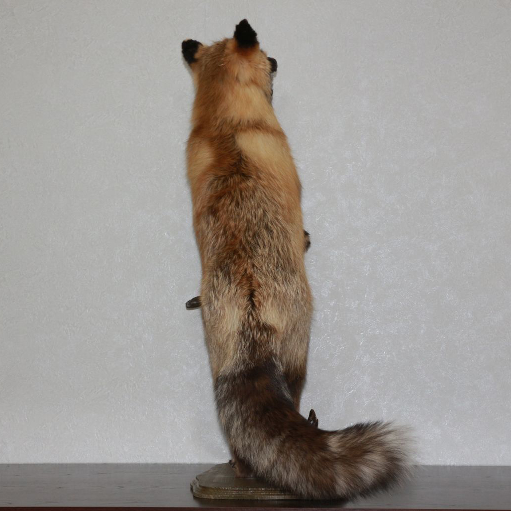 SIBERIAN CROSS FOX TAXIDERMY MOUNT - TAXIDERMIED, MOUNTED, STUFFED ...