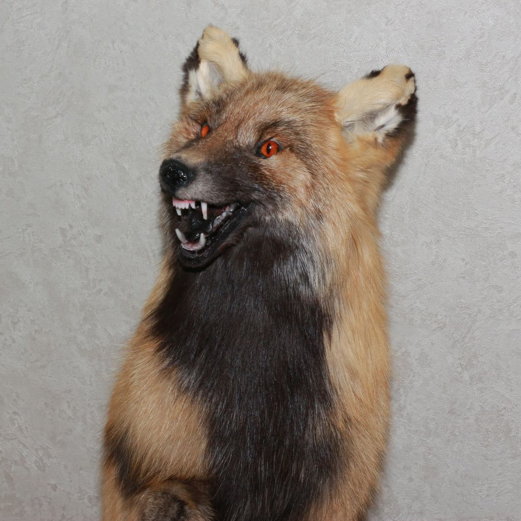 SIBERIAN CROSS FOX TAXIDERMY MOUNT - TAXIDERMIED, MOUNTED, STUFFED ...