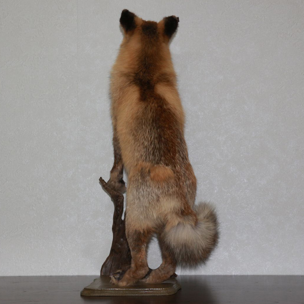 SIBERIAN CROSS FOX TAXIDERMY MOUNT - TAXIDERMIED, MOUNTED, STUFFED ...