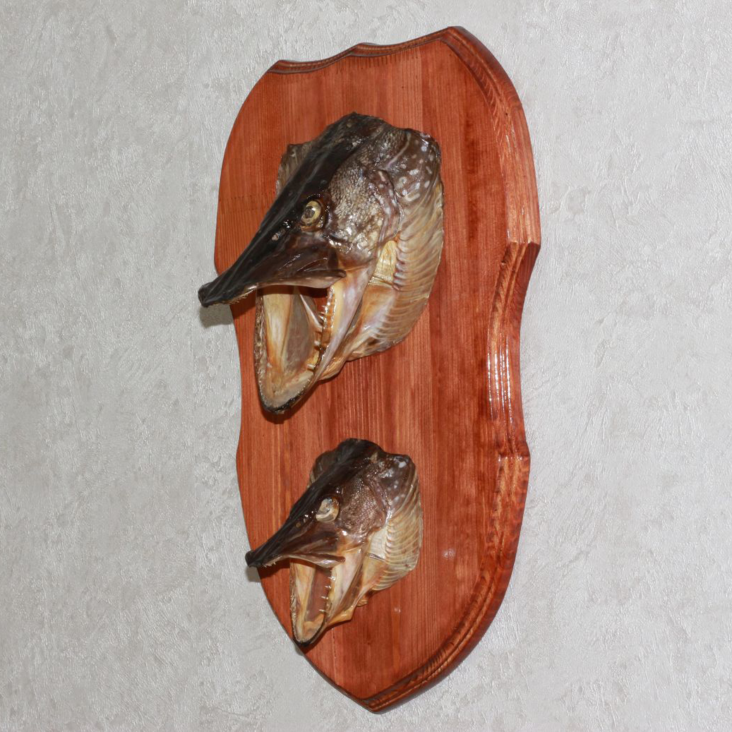 2 NORTHERN PIKES TAXIDERMY FISH HEAD MOUNT - TAXIDERMIED, MOUNTED ...