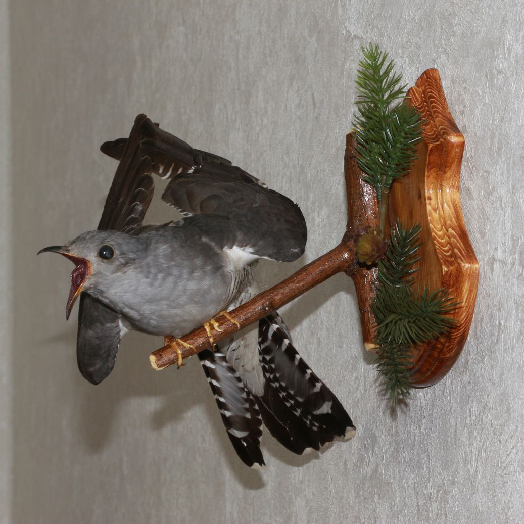 COMMON CUCKOO TAXIDERMY BIRD MOUNT - MOUNTED, STUFFED BIRDS FOR SALE ...