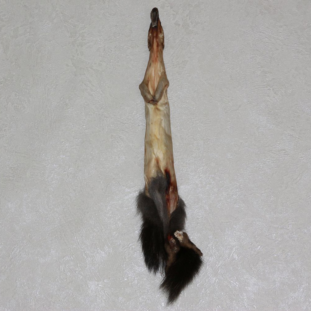 GRAY SQUIRREL TAXIDERMY FUR PELT - GREY SQUIRREL SKIN, HIDE FOR SALE ...