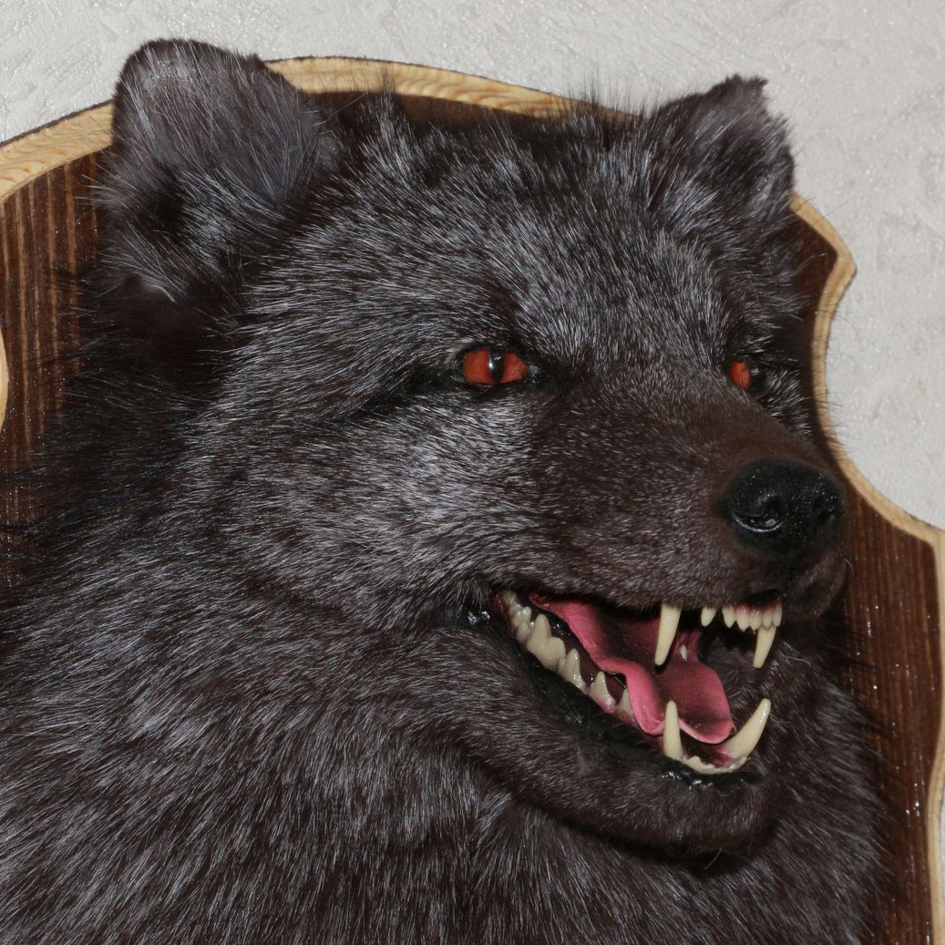 SILVER FOX TAXIDERMY HEAD SHOULDER MOUNT - MOUNTED, STUFFED ANIMALS FOR ...