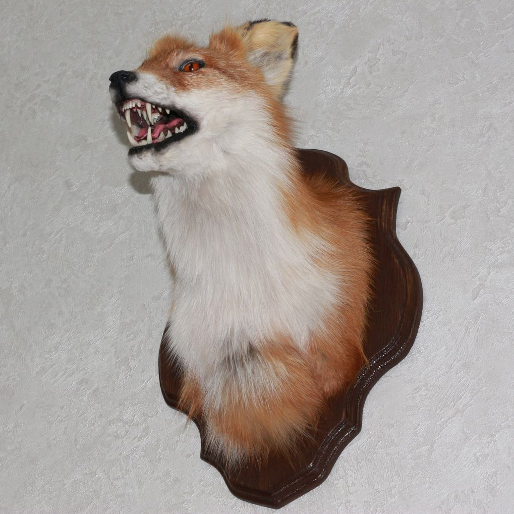SIBERIAN RED FOX TAXIDERMY HEAD SHOULDER MOUNT - MOUNTED, STUFFED ...