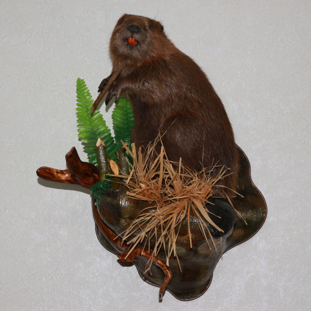 EURASIAN BEAVER TAXIDERMY MOUNT - MOUNTED, STUFFED ANIMALS FOR SALE ...