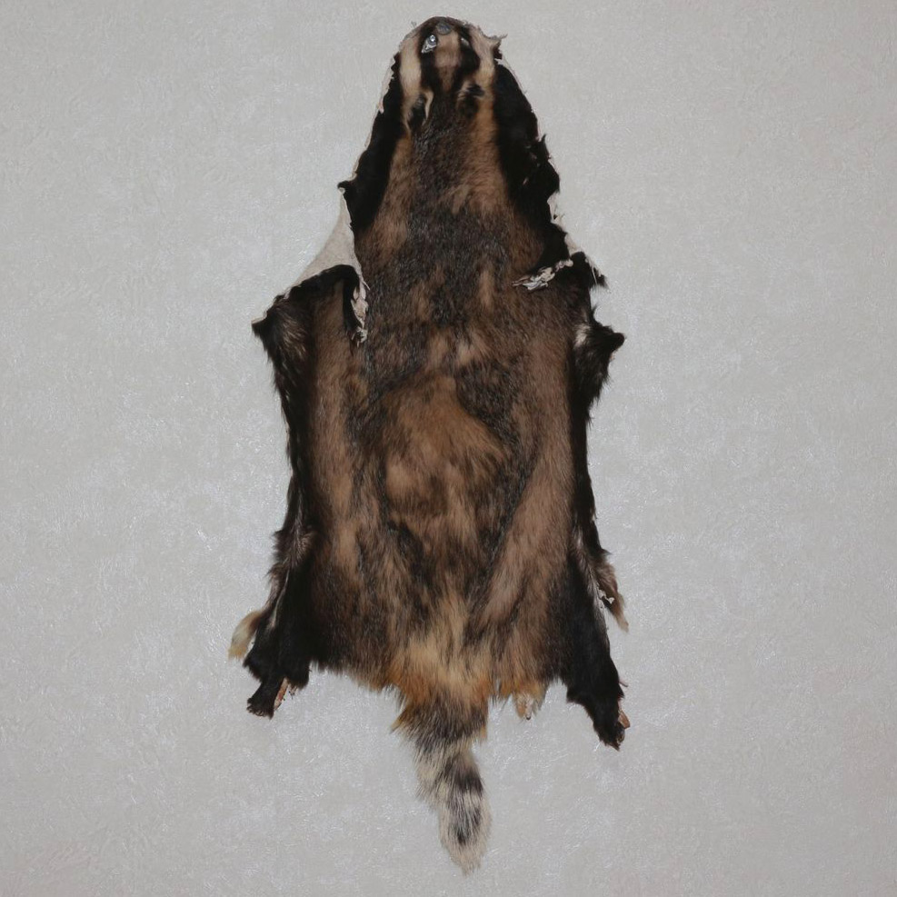 EURASIAN BADGER TAXIDERMY TANNED FUR PELT - SKIN, HIDE FOR SALE - REAL ...
