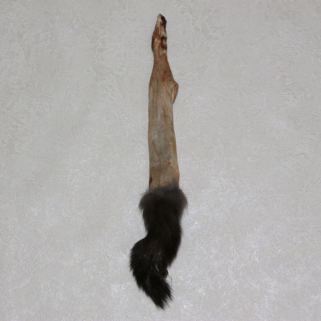 GRAY SQUIRREL TAXIDERMY FUR PELT - GREY SQUIRREL SKIN, HIDE FOR SALE ...