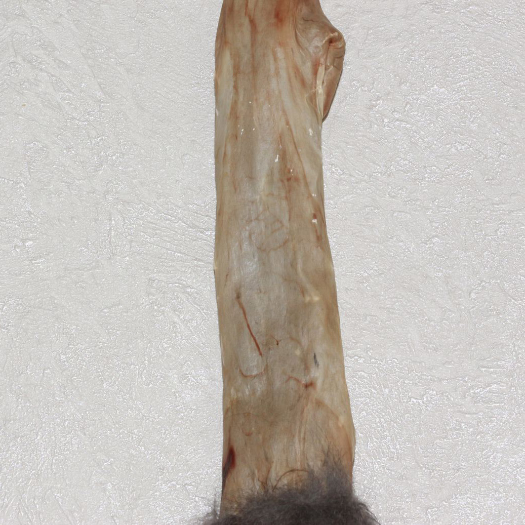 GRAY SQUIRREL TAXIDERMY FUR PELT - GREY SQUIRREL SKIN, HIDE FOR SALE ...