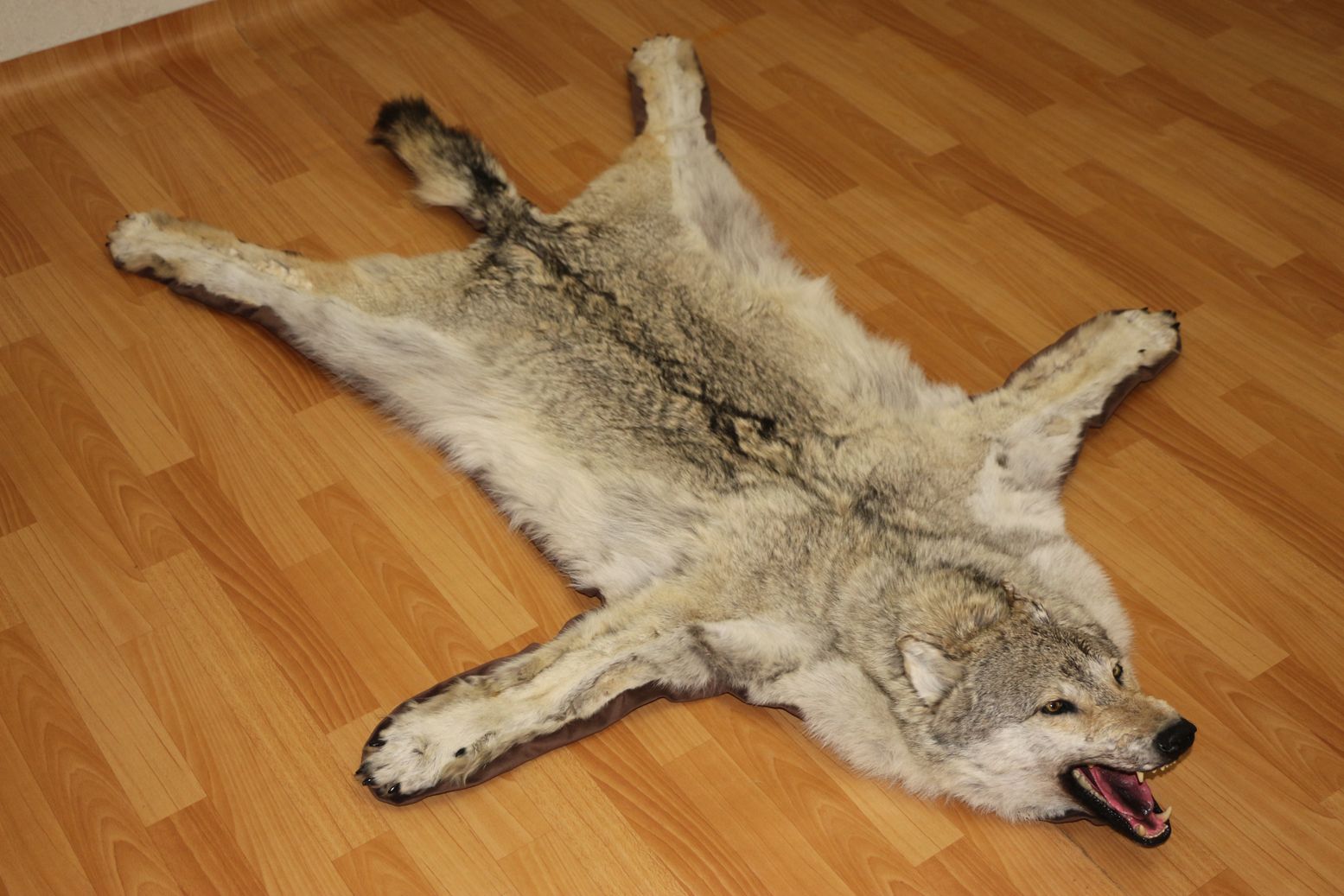 SIBERIAN GRAY WOLF TAXIDERMY RUG MOUNT WITH HEAD - GREY WOLF MOUNTED ...