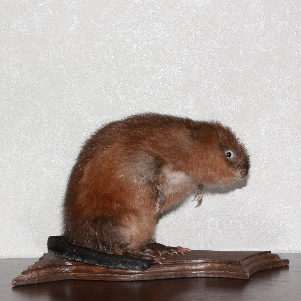 SMALL BEAVER TAXIDERMY MOUNT - MOUNTED, STUFFED ANIMALS FOR SALE - REAL ...