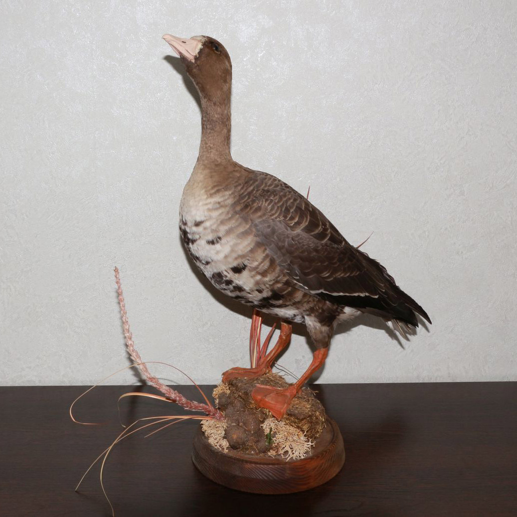 GREYLAG GOOSE TAXIDERMY BIRD MOUNT - GOOSE, WATERFOWL MOUNTED, STUFFED ...