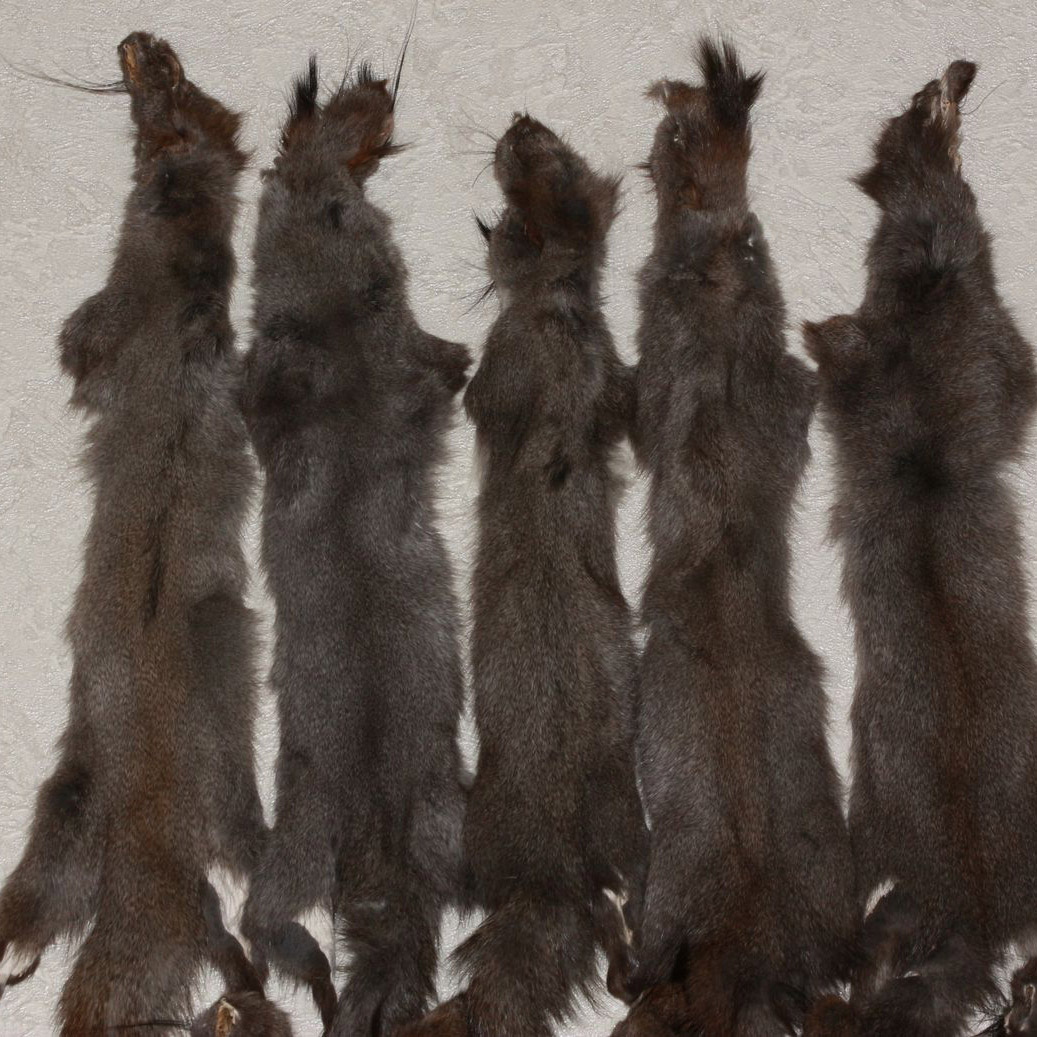 GRAY SQUIRREL LOT OF 20 TANNED FUR PELTS - GREY SQUIRREL SKIN, HIDE FOR ...