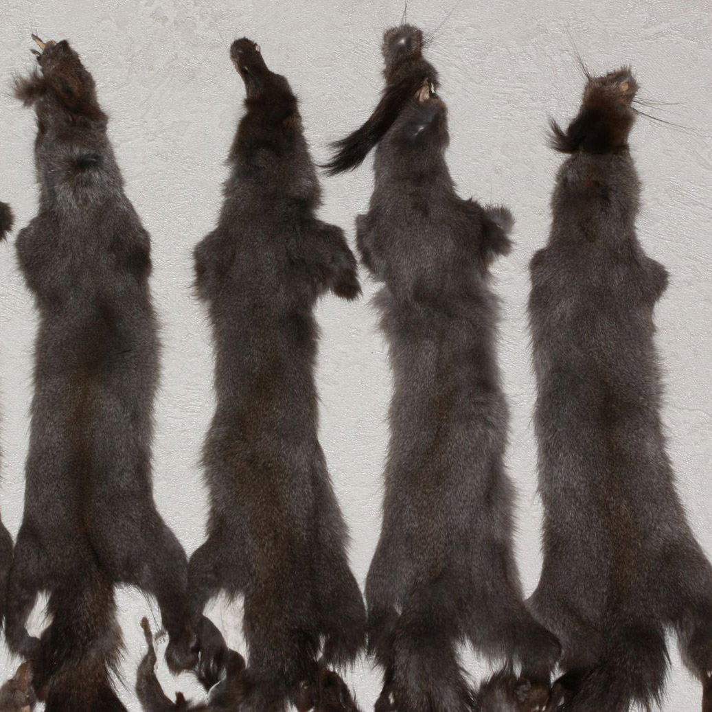 GRAY SQUIRREL LOT OF 15 TANNED FUR PELTS - GREY SQUIRREL SKIN, HIDE FOR ...