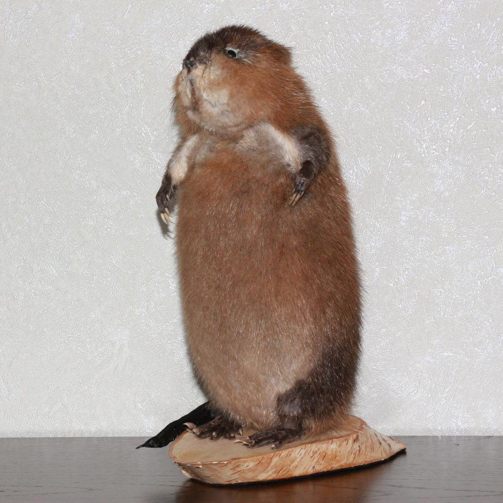 SMALL BEAVER TAXIDERMY MOUNT - MOUNTED, STUFFED ANIMALS FOR SALE - REAL ...