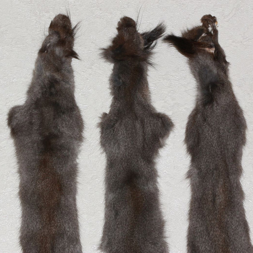 GRAY SQUIRREL LOT OF 5 TANNED FUR PELTS - GREY SQUIRREL SKIN, HIDE FOR ...