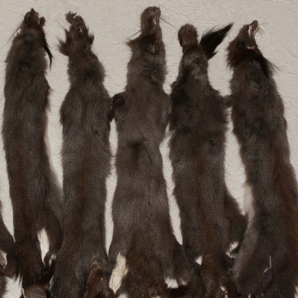 GRAY SQUIRREL LOT OF 20 TANNED FUR PELTS - GREY SQUIRREL SKIN, HIDE FOR ...