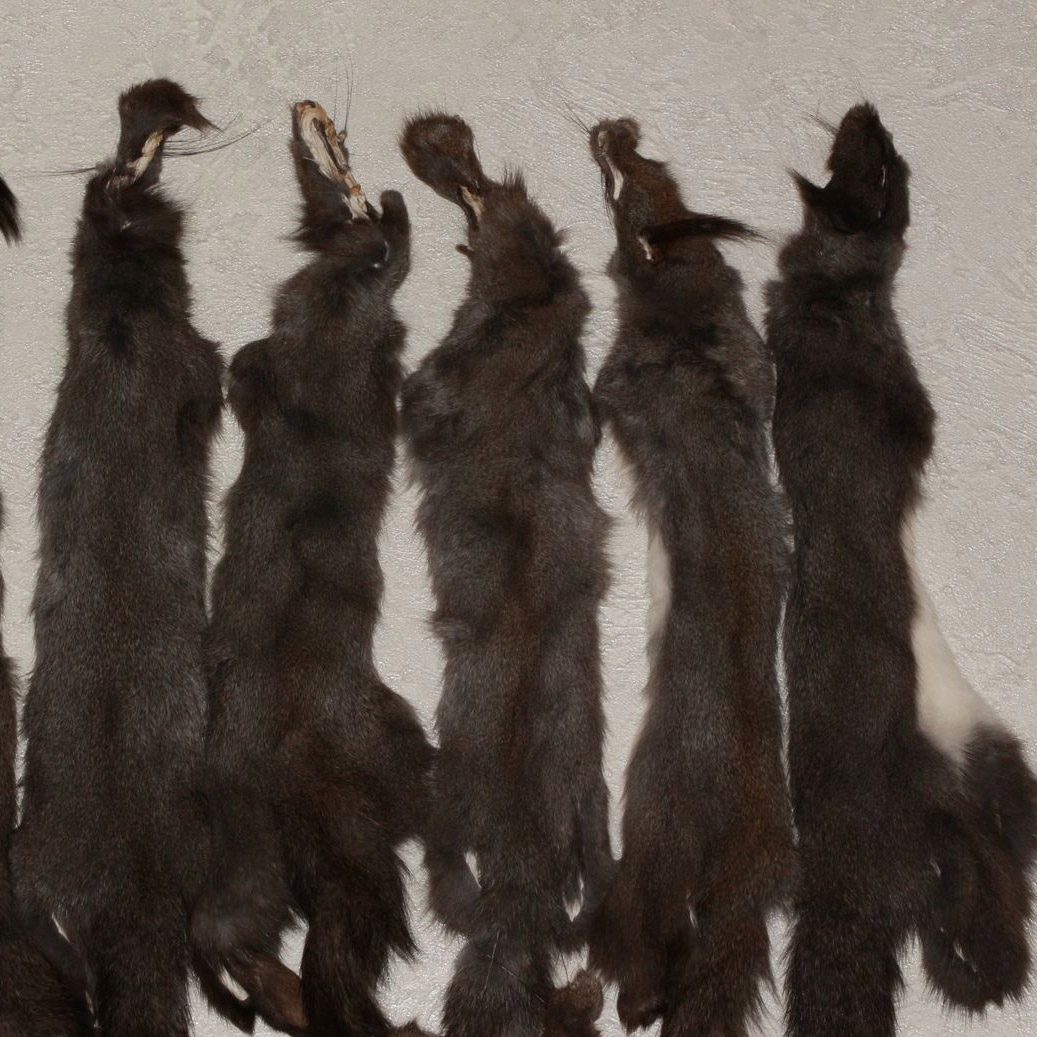 GRAY SQUIRREL LOT OF 20 TANNED FUR PELTS - GREY SQUIRREL SKIN, HIDE FOR ...