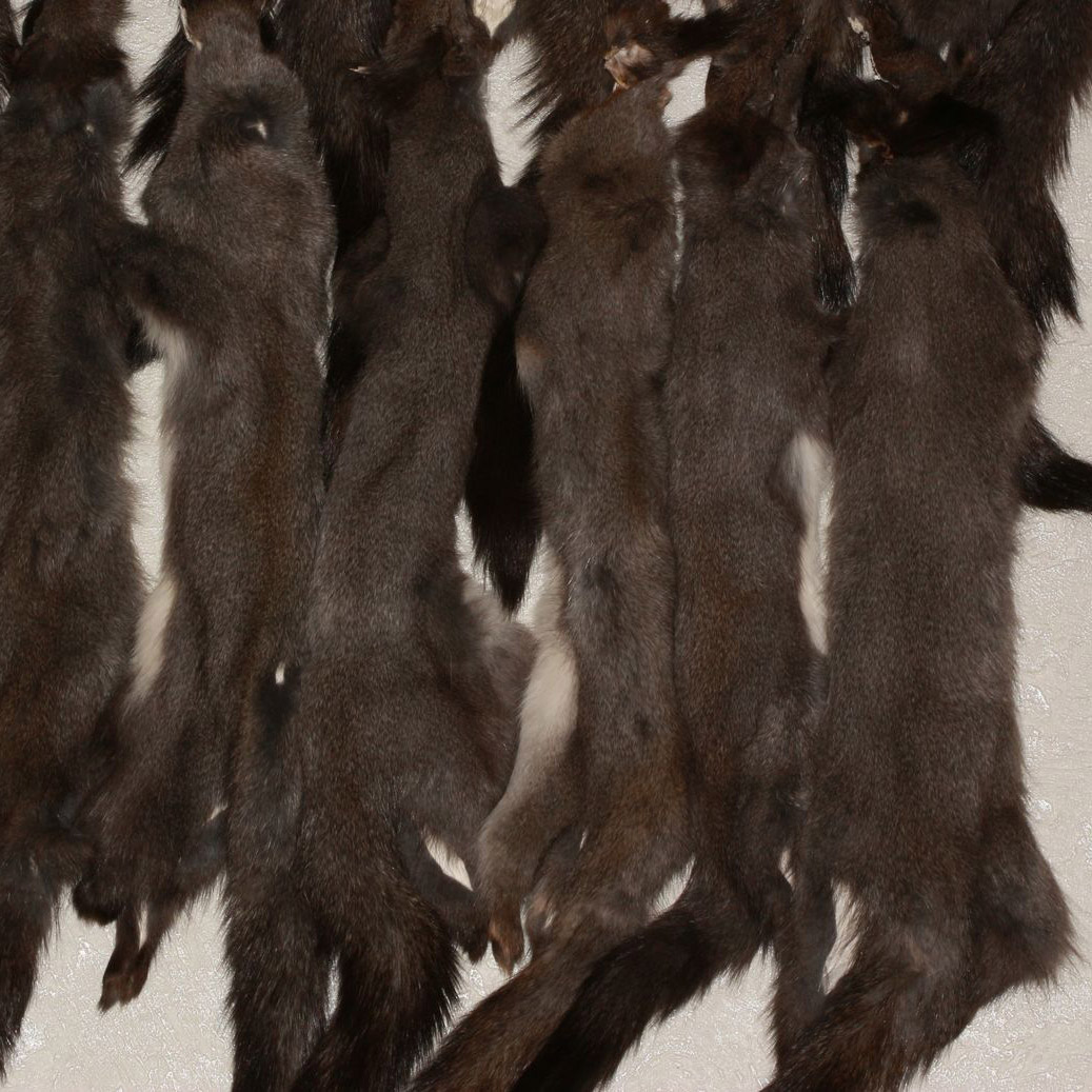 GRAY SQUIRREL LOT OF 20 TANNED FUR PELTS - GREY SQUIRREL SKIN, HIDE FOR ...