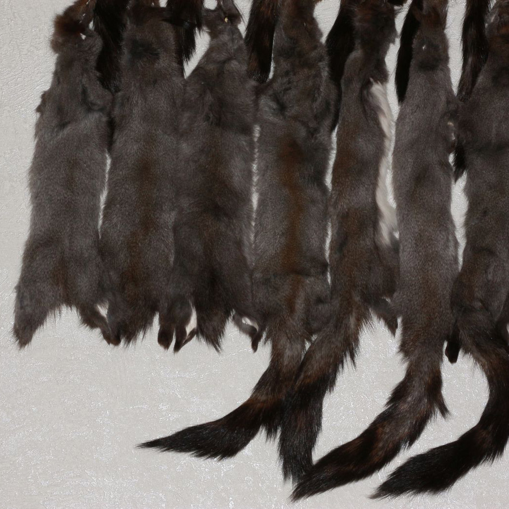 GRAY SQUIRREL LOT OF 20 TANNED FUR PELTS - GREY SQUIRREL SKIN, HIDE FOR ...