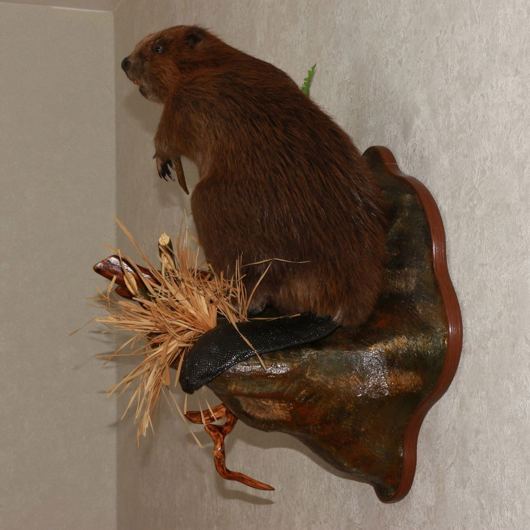 EURASIAN BEAVER TAXIDERMY MOUNT - MOUNTED, STUFFED ANIMALS FOR SALE ...