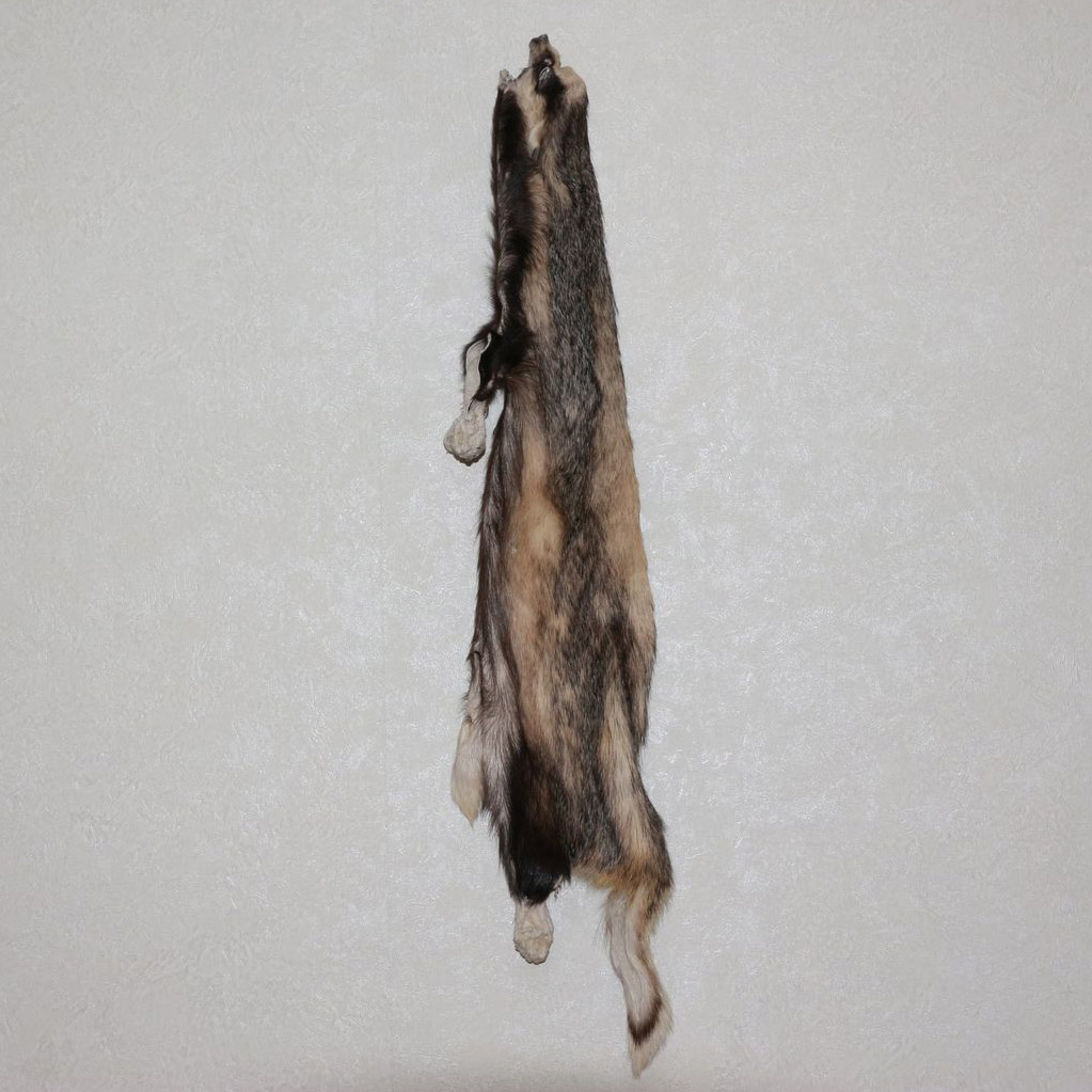 EURASIAN BADGER TAXIDERMY TANNED FUR PELT - SKIN, HIDE FOR SALE - REAL ...