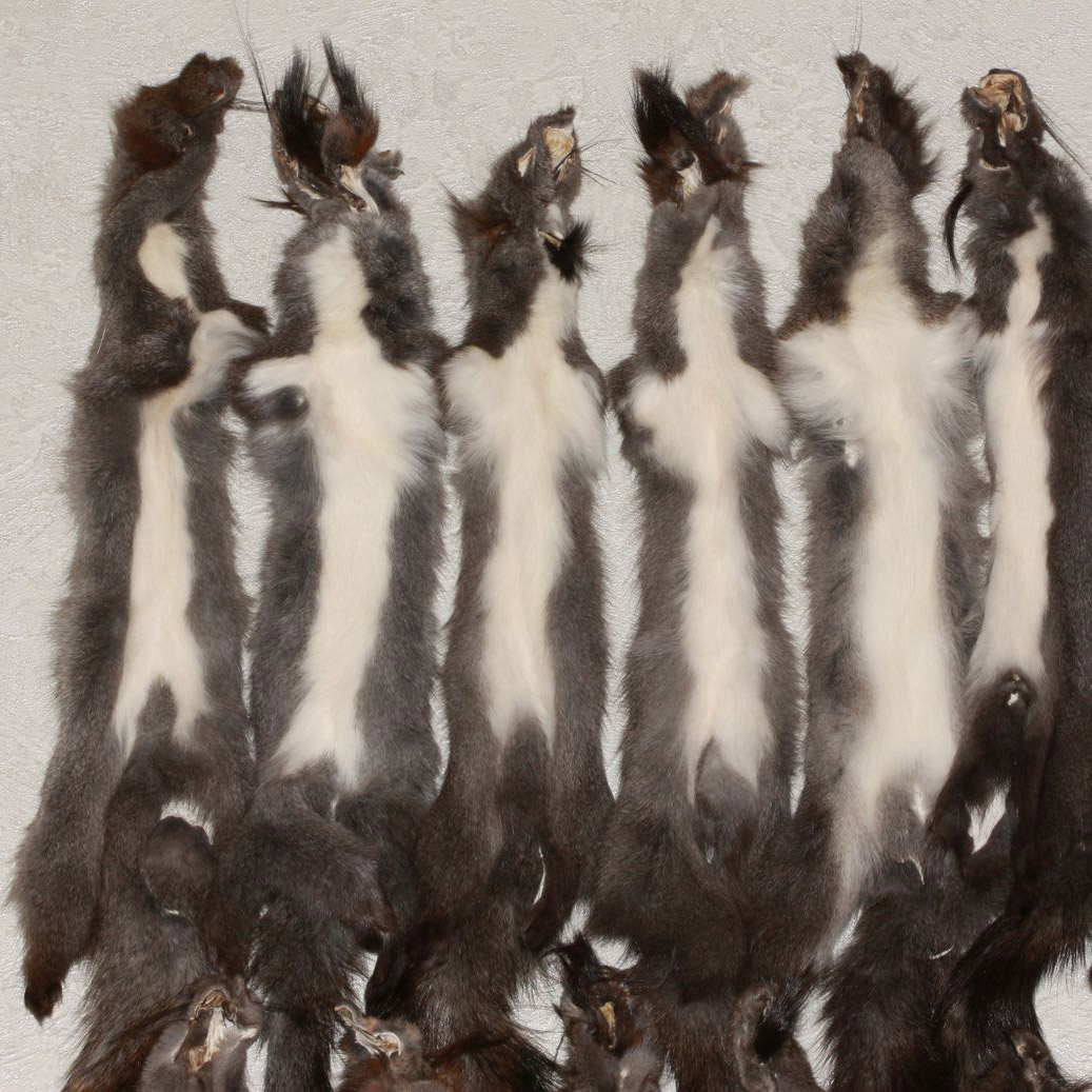 GRAY SQUIRREL LOT OF 20 TANNED FUR PELTS - GREY SQUIRREL SKIN, HIDE FOR ...