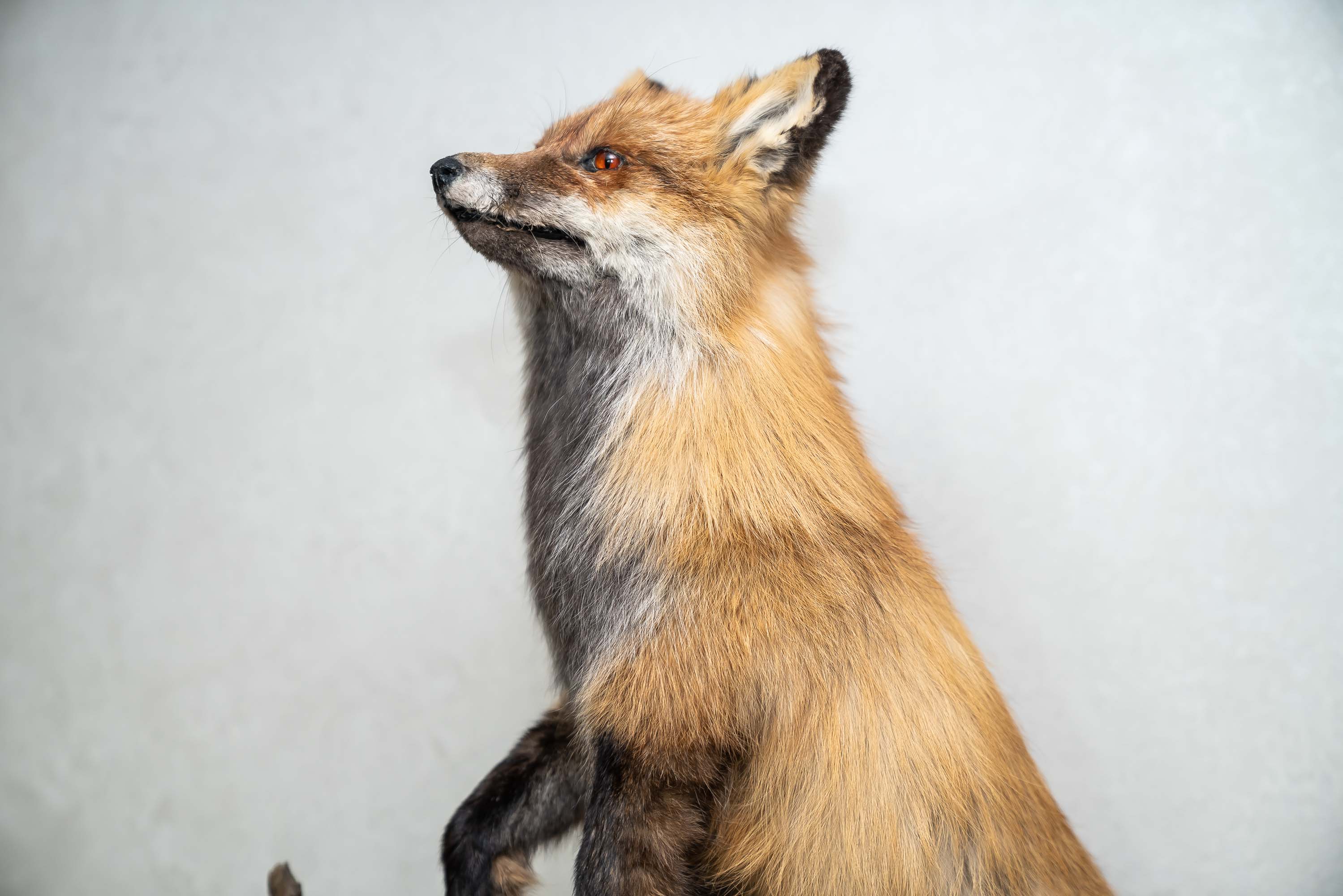 SIBERIAN CROSS FOX - TAXIDERMY MOUNT, STUFFED ANIMAL FOR SALE - ST4150