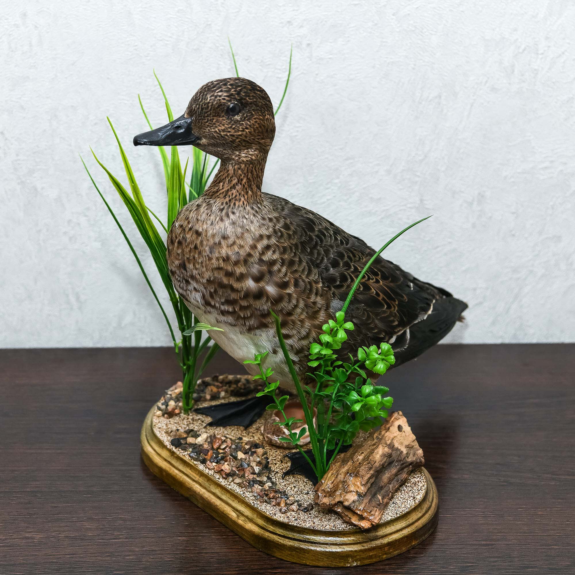 MALLARD DUCK FEMALE TAXIDERMY BIRD MOUNT - DUCK, WATERFOWL MOUNTED ...
