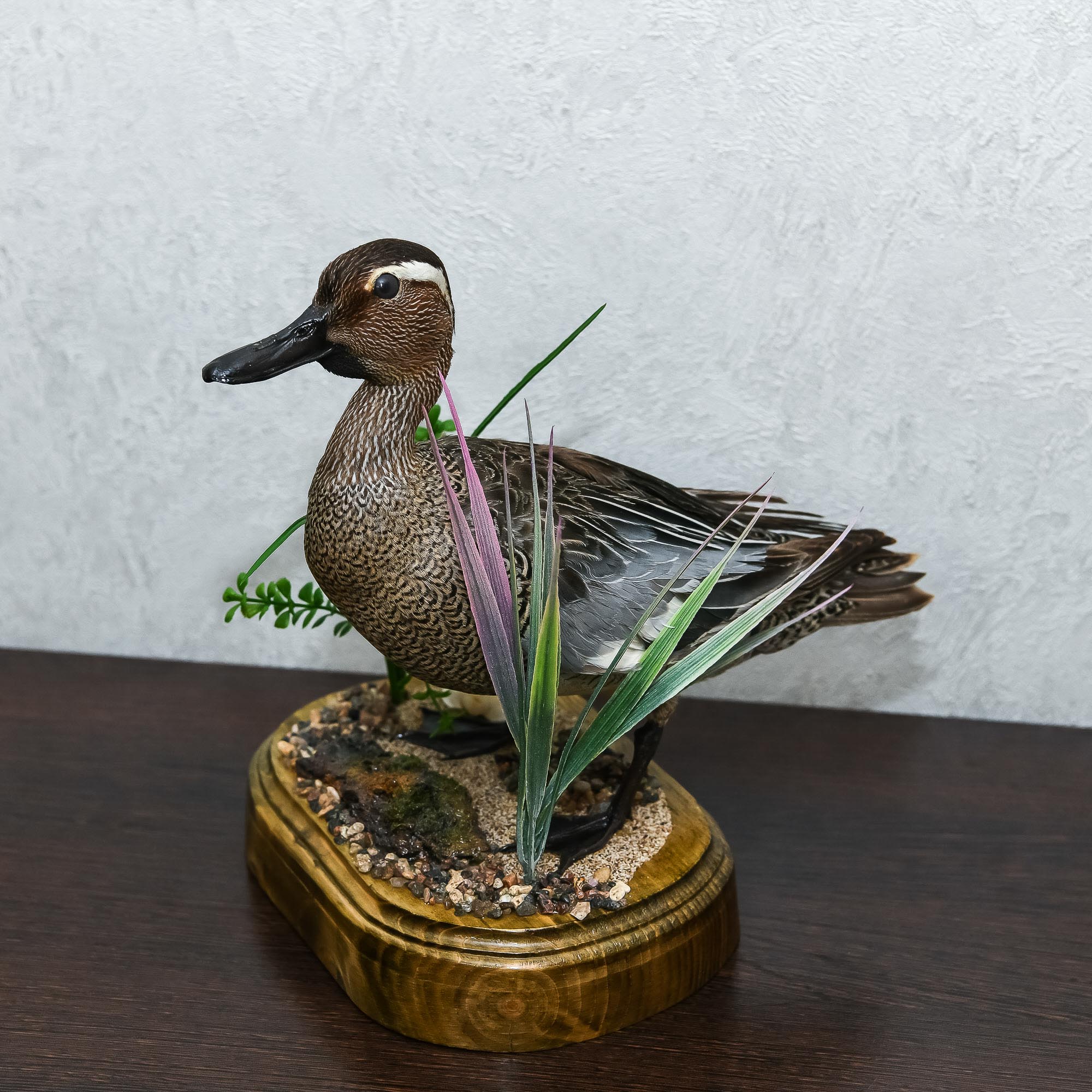DUCK TAXIDERMY BIRD MOUNT - DUCK, WATERFOWL MOUNTED, STUFFED BIRDS FOR ...