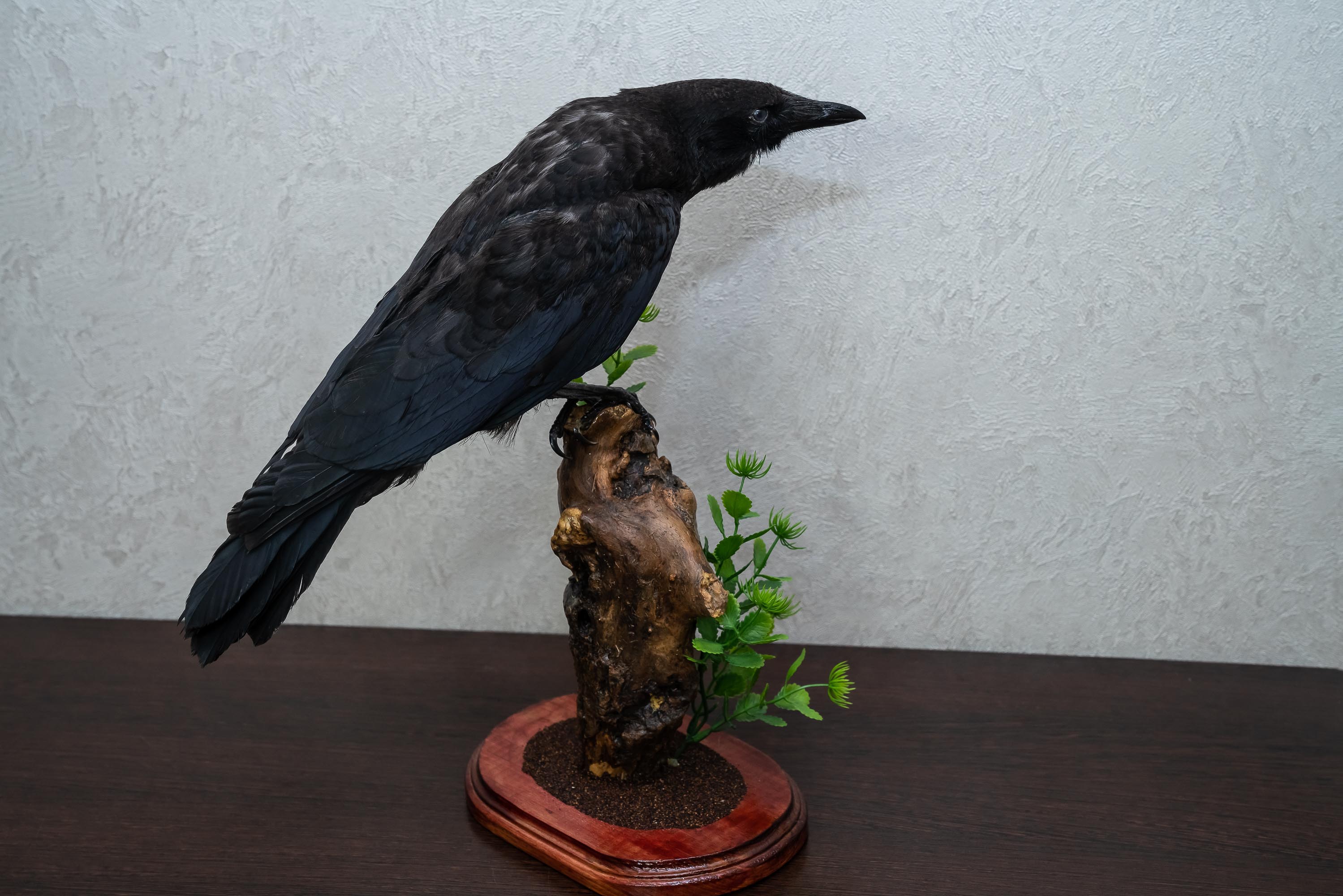 CARRION CROW TAXIDERMY BIRD MOUNT - NOT RAVEN MOUNTED, STUFFED BIRDS ...