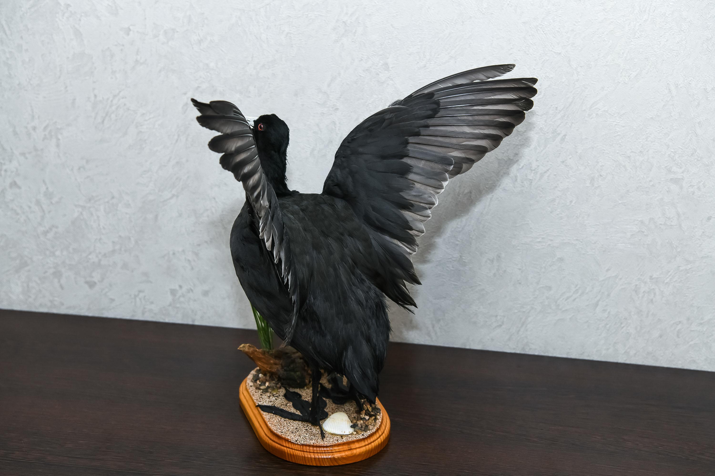 EURASIAN COOT TAXIDERMY BIRD MOUNT - MOUNTED, STUFFED BIRDS FOR SALE ...