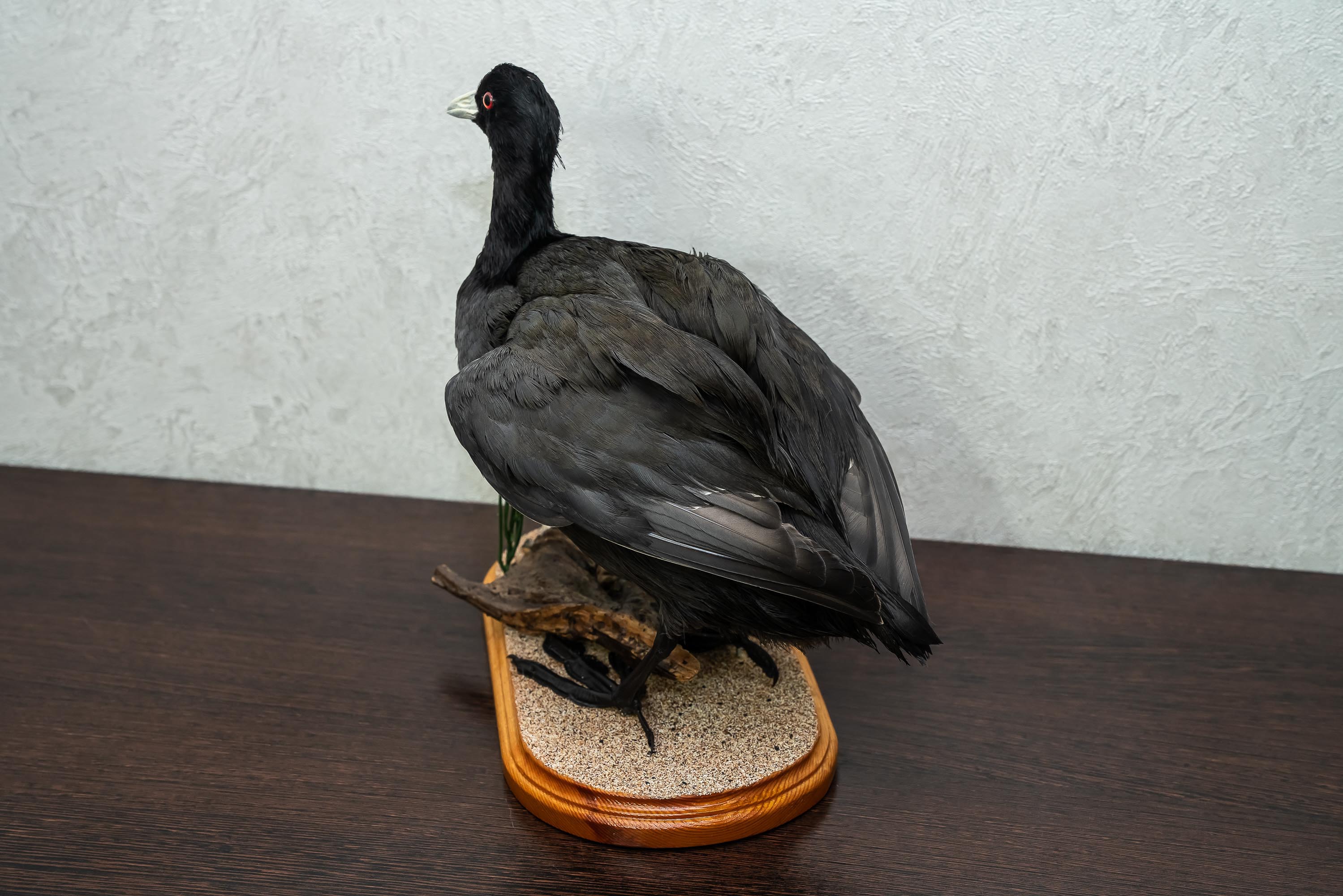 EURASIAN COOT TAXIDERMY BIRD MOUNT - MOUNTED, STUFFED BIRDS FOR SALE ...