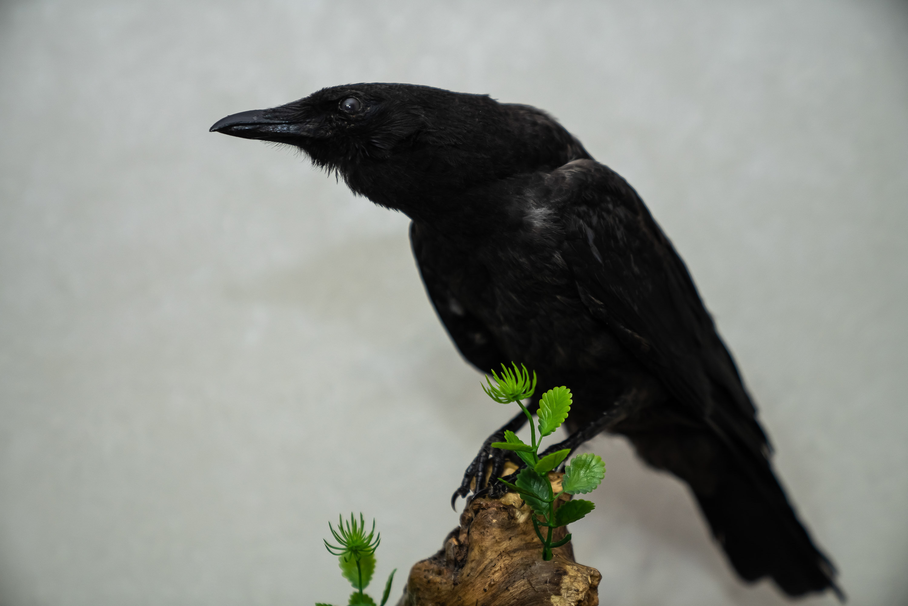 CARRION CROW TAXIDERMY BIRD MOUNT - NOT RAVEN MOUNTED, STUFFED BIRDS ...