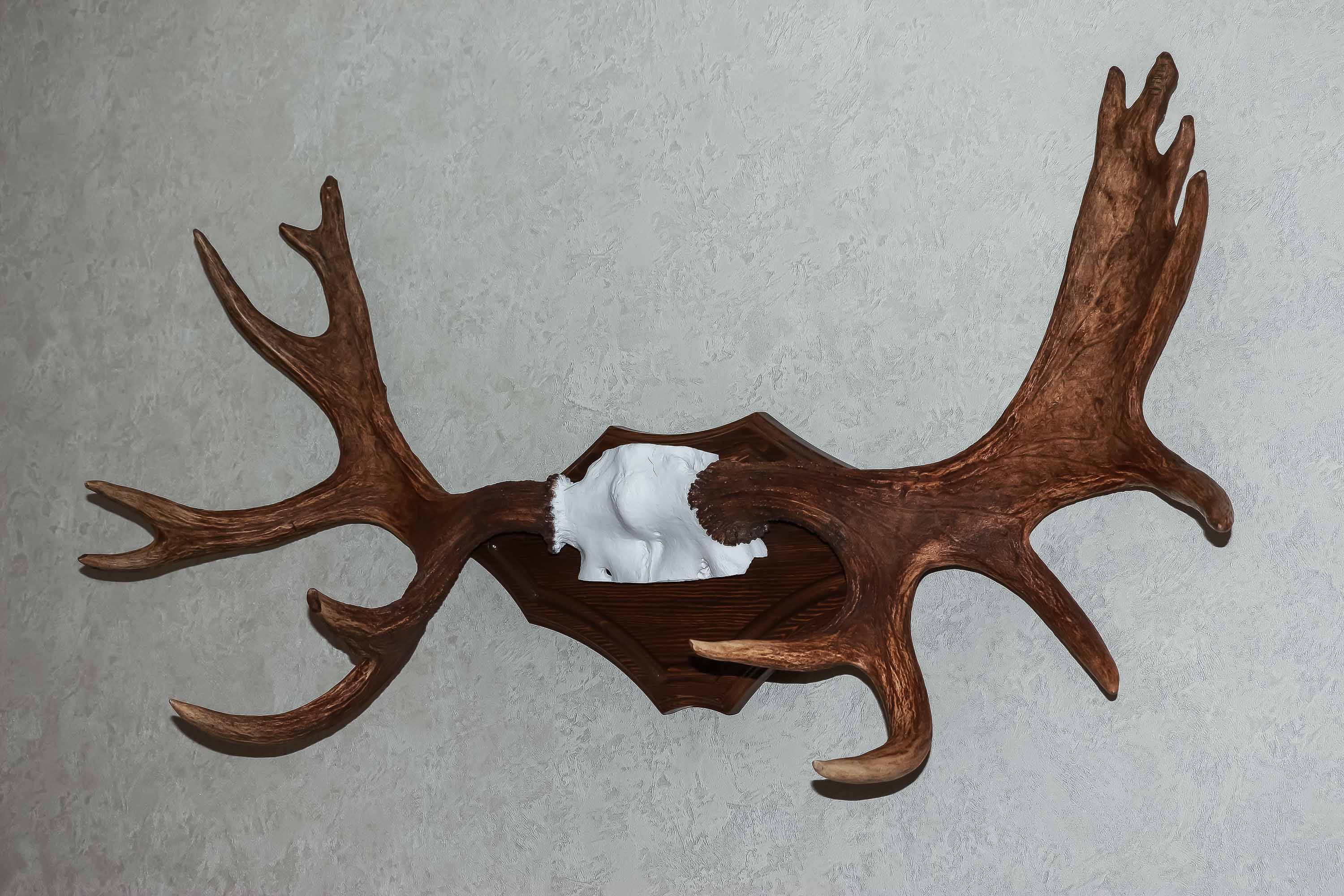 MOOSE TAXIDERMY ANTLERS MOUNT - MOUNTED ANTLERS, HORNS, SKULL FOR SALE ...