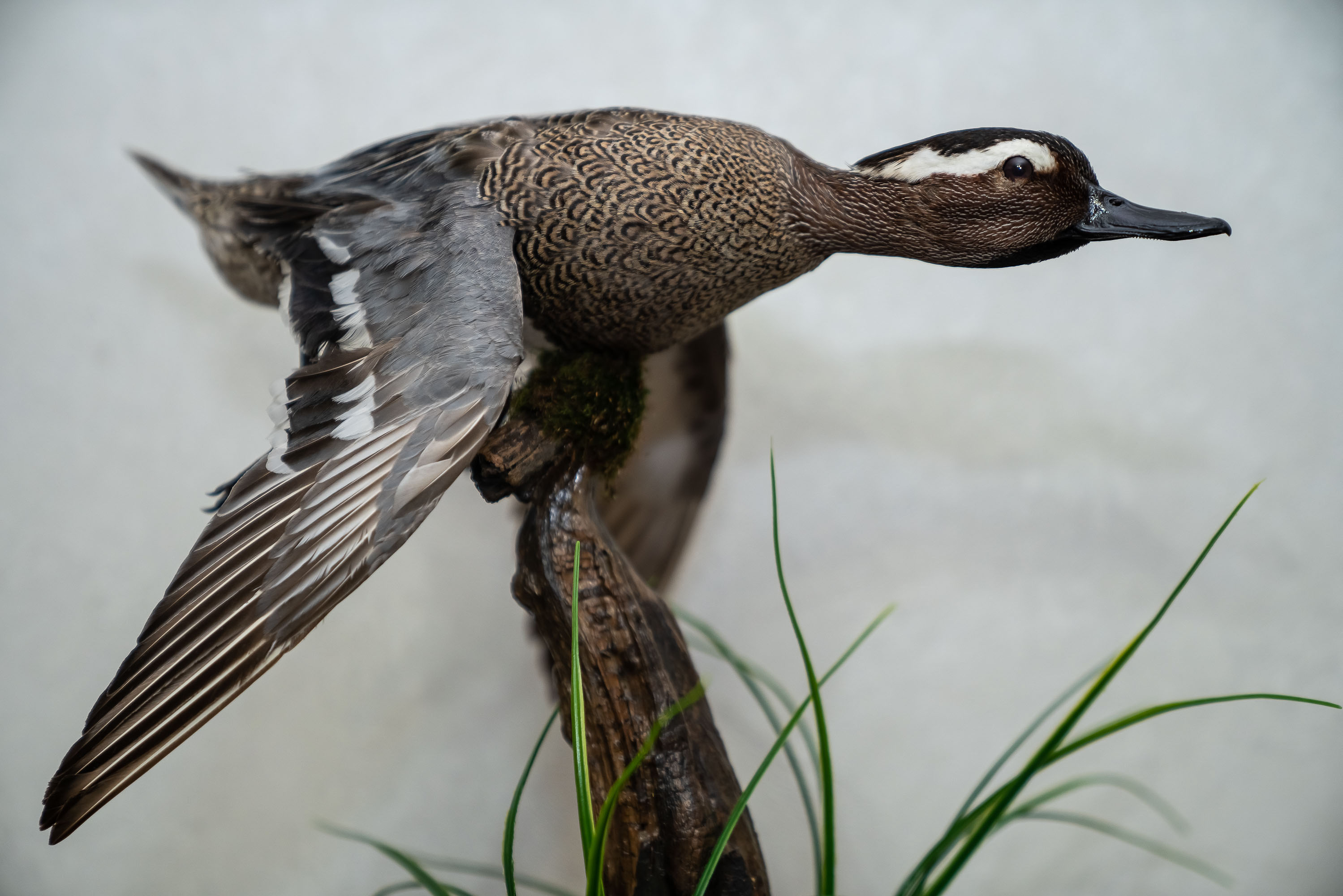 MALLARD DUCK FEMALE TAXIDERMY BIRD MOUNT - DUCK, WATERFOWL MOUNTED ...