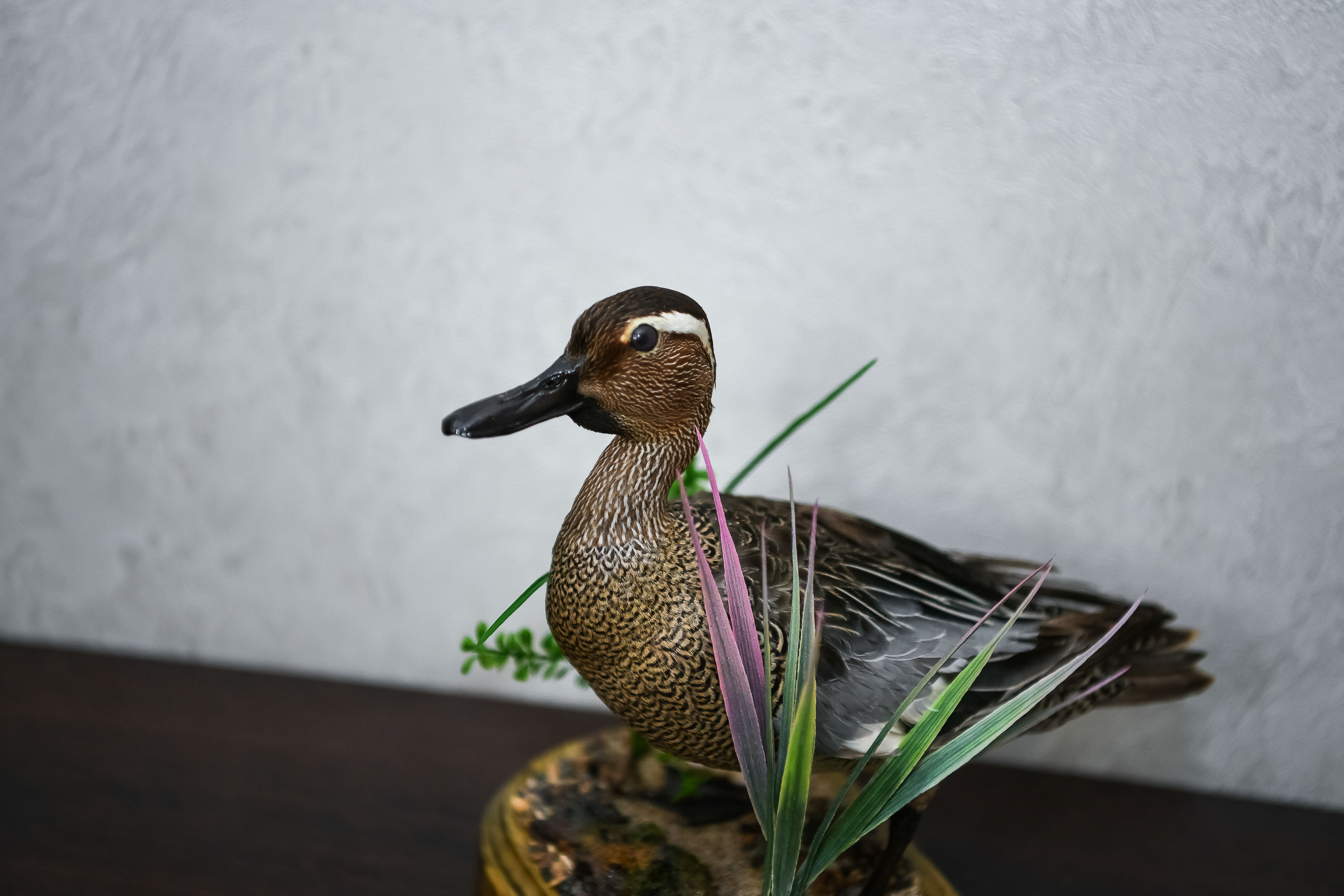 DUCK TAXIDERMY BIRD MOUNT - DUCK, WATERFOWL MOUNTED, STUFFED BIRDS FOR ...