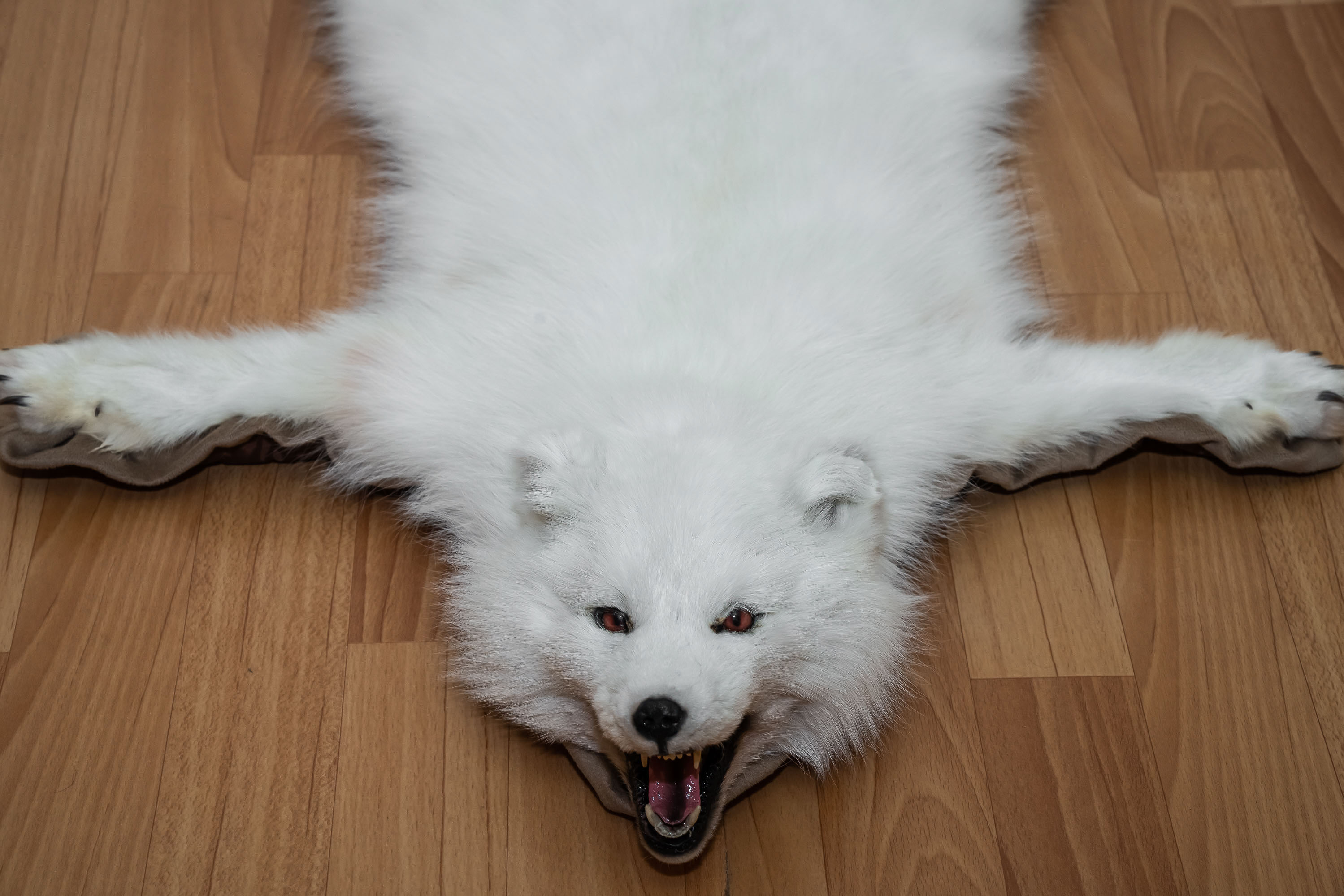 ARCTIC FOX TAXIDERMY RUG MOUNT WITH HEAD - WHITE FOX, SNOW FOX MOUNTED ...