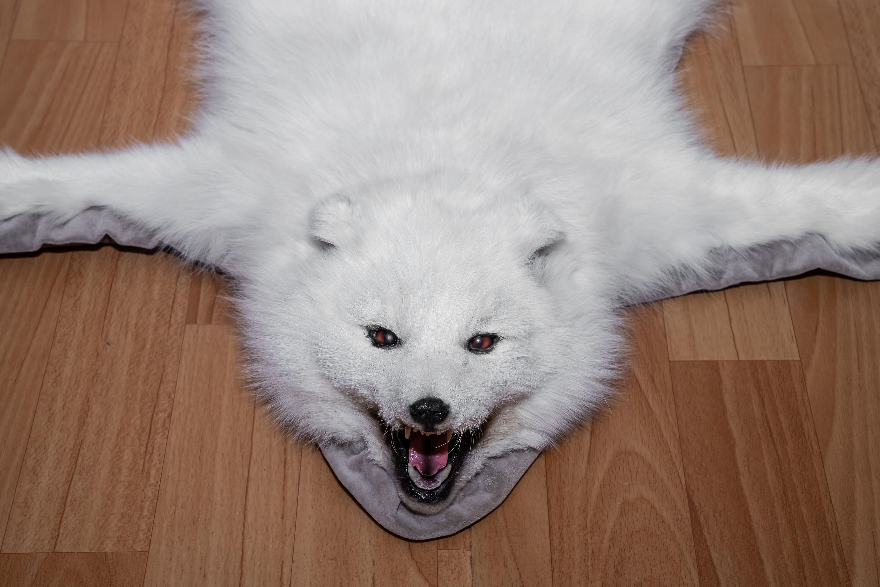 ARCTIC FOX TAXIDERMY RUG MOUNT WITH HEAD - WHITE FOX, SNOW FOX MOUNTED ...