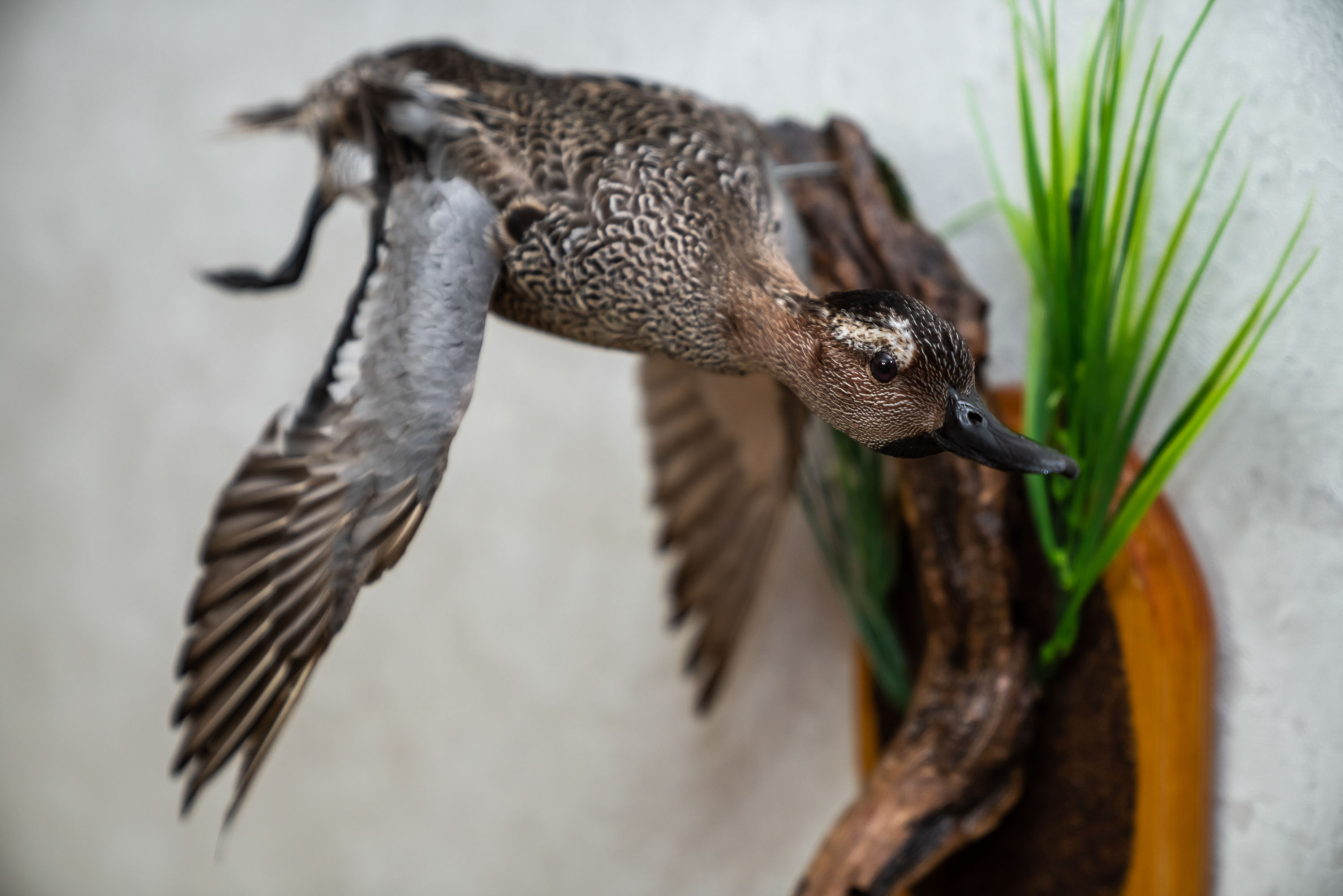 MALLARD DUCK FEMALE TAXIDERMY BIRD MOUNT - DUCK, WATERFOWL MOUNTED ...