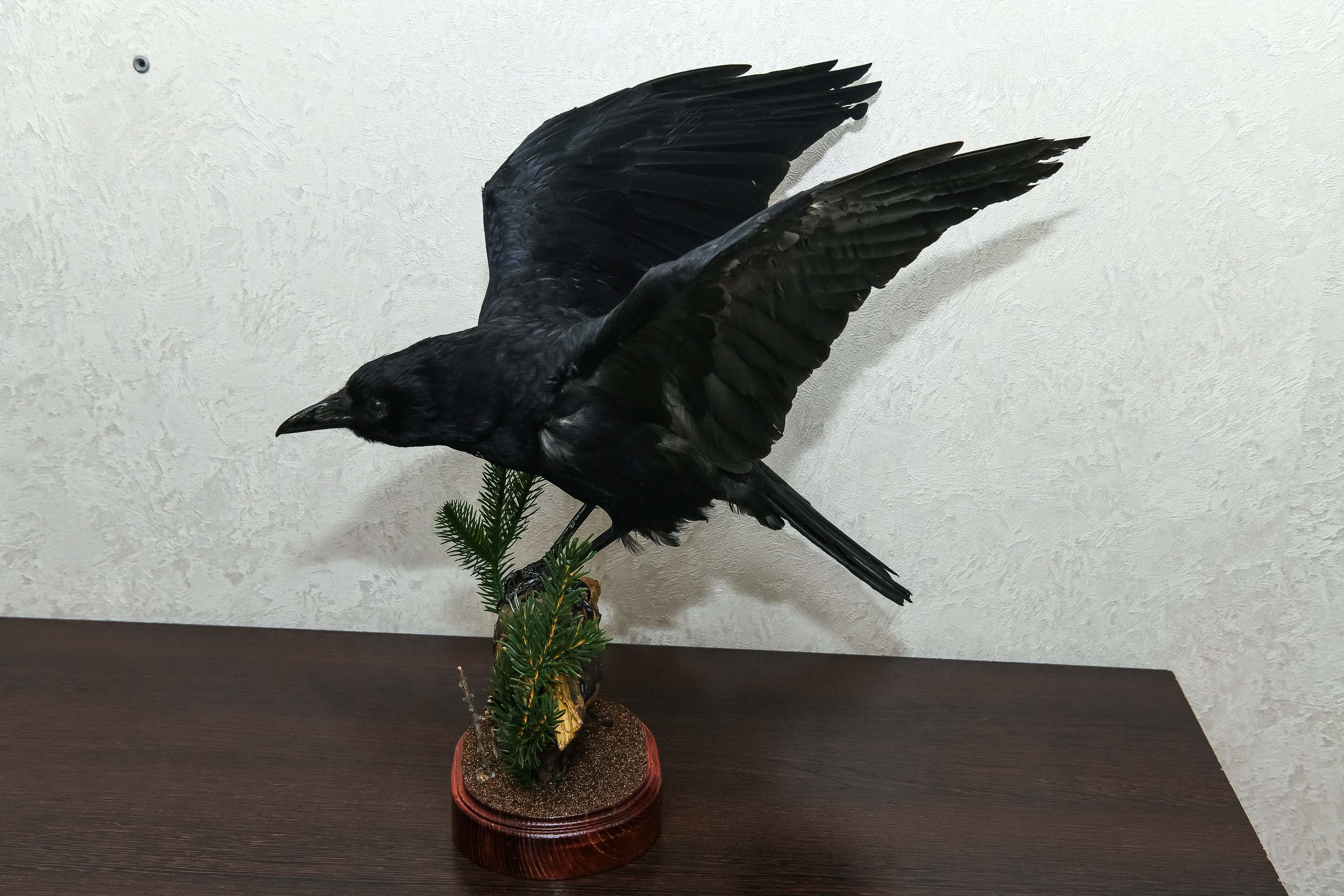 CARRION CROW TAXIDERMY BIRD MOUNT - NOT RAVEN MOUNTED, STUFFED BIRDS ...