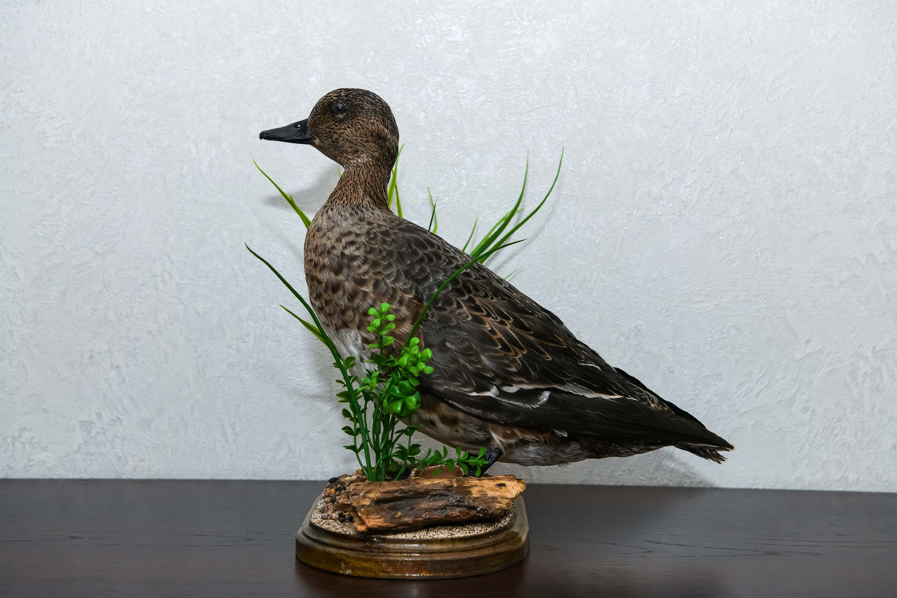 MALLARD DUCK FEMALE TAXIDERMY BIRD MOUNT - DUCK, WATERFOWL MOUNTED ...