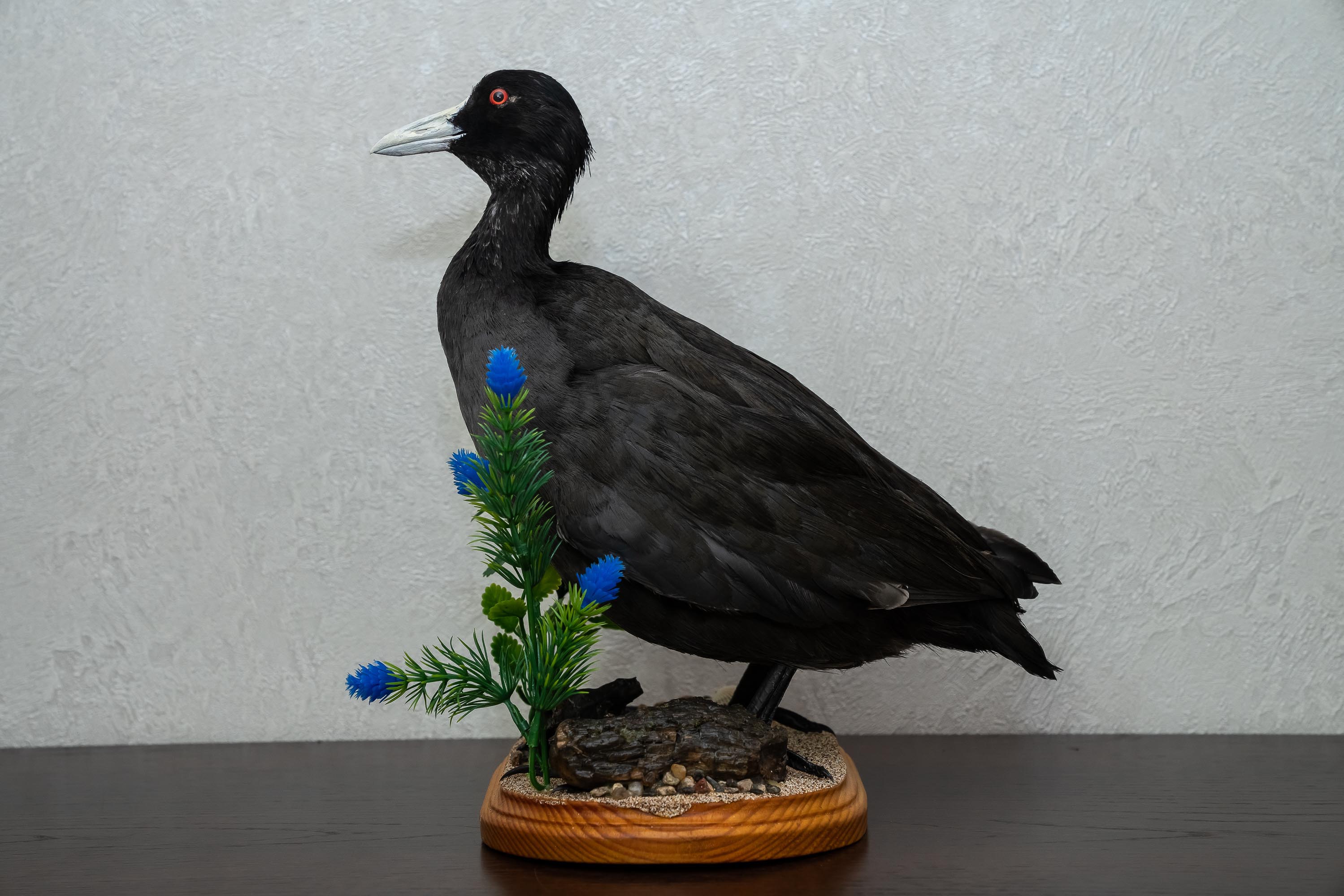 EURASIAN COOT TAXIDERMY BIRD MOUNT - MOUNTED, STUFFED BIRDS FOR SALE ...