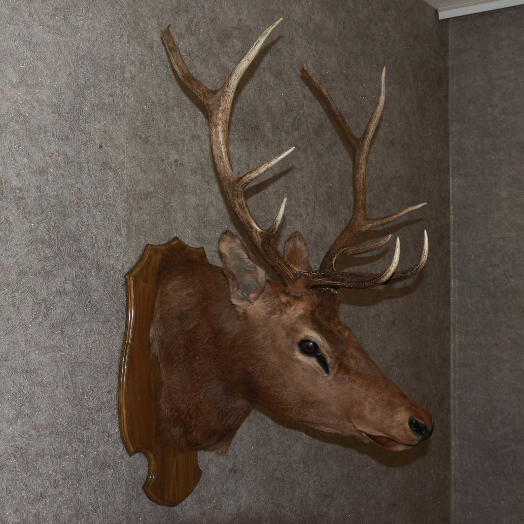 SIBERIAN RED DEER - TAXIDERMY HEAD SHOULDER MOUNT, STUFFED ANIMAL FOR ...