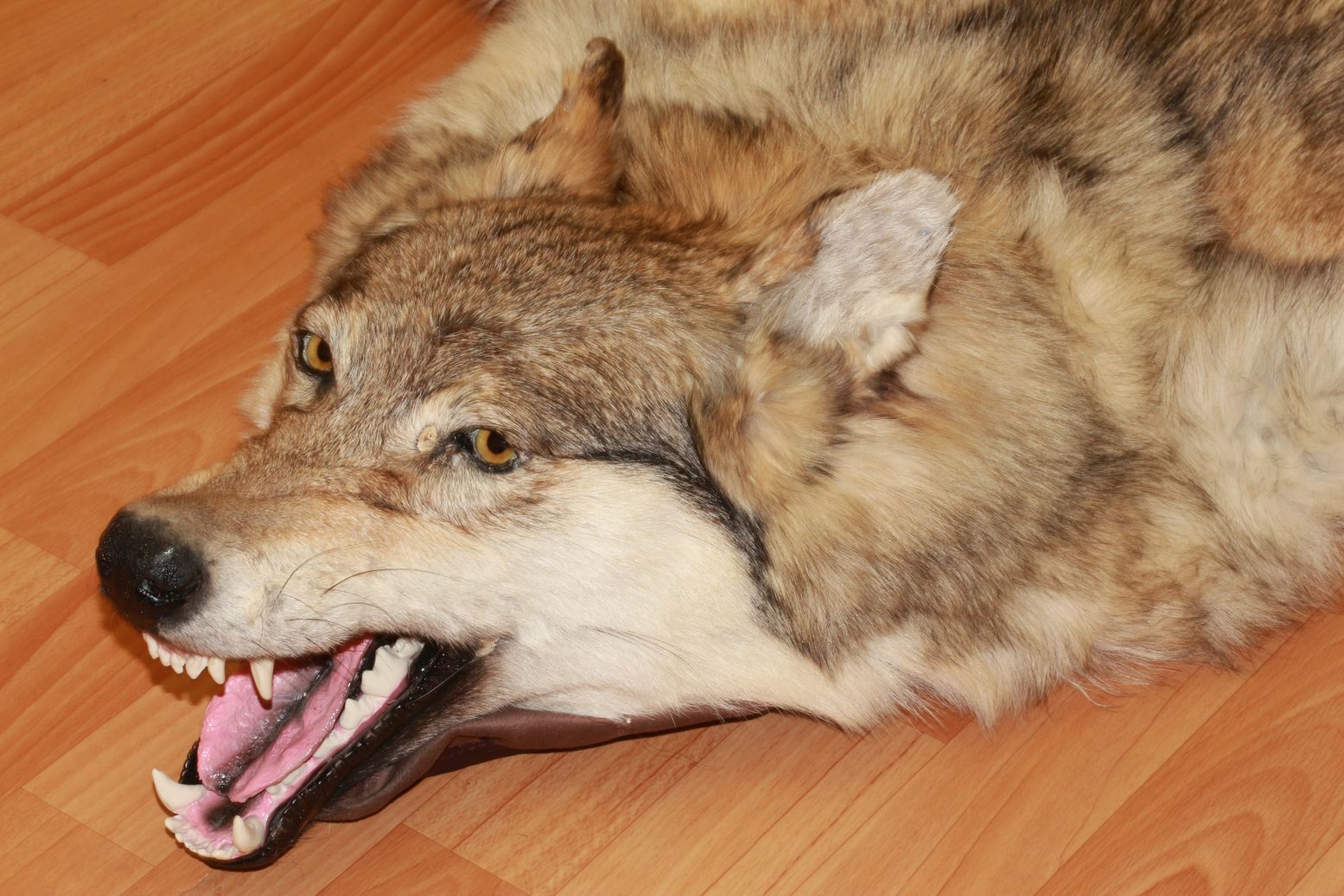 SIBERIAN GREY WOLF - TAXIDERMY RUG, CARPET FOR SALE - FUR, PELT, HIDE ...